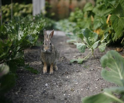 How to protect a lawn from rabbits: tips to repel the pests | Homes and ...