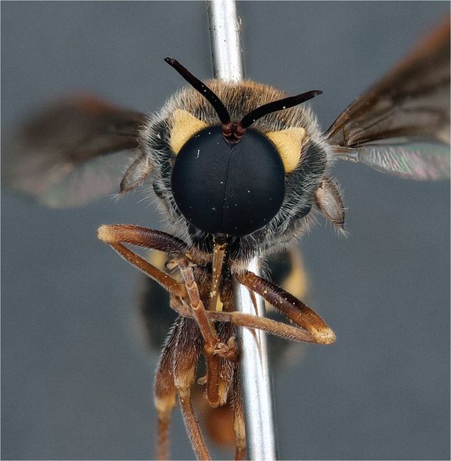 Images of Spider Flies | Parasitic Insects | Spider Parasites | Live ...