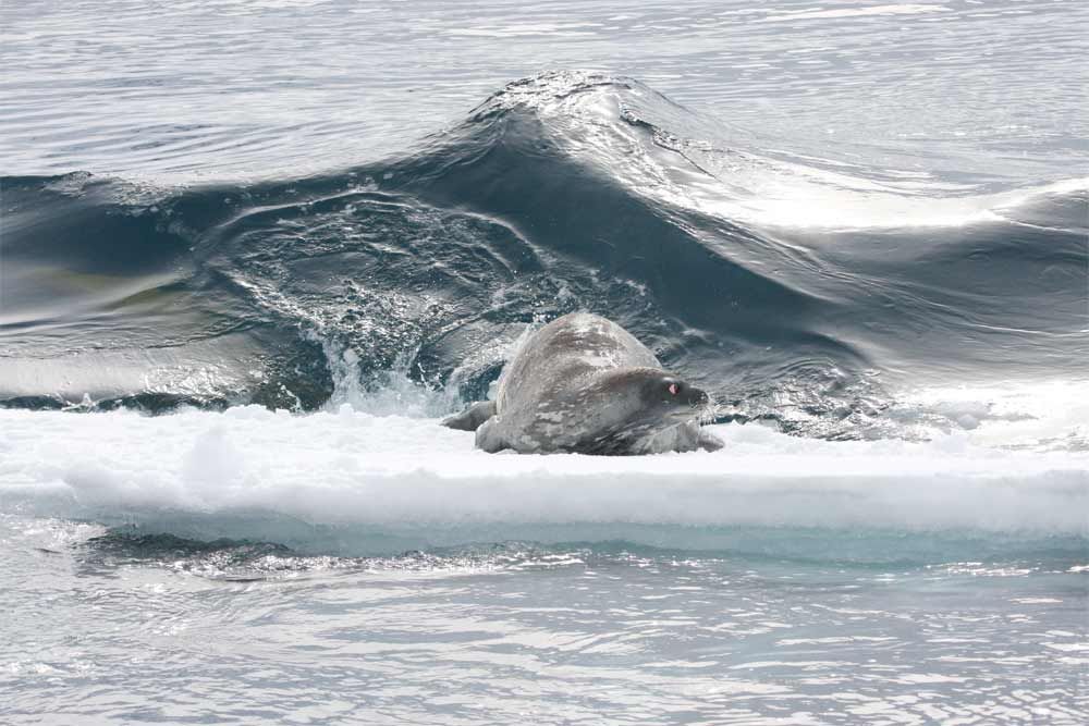 Gallery: Seals of the World | Live Science