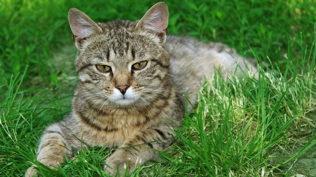 Wild cat breeds: 20 cats with exotic roots | PetsRadar