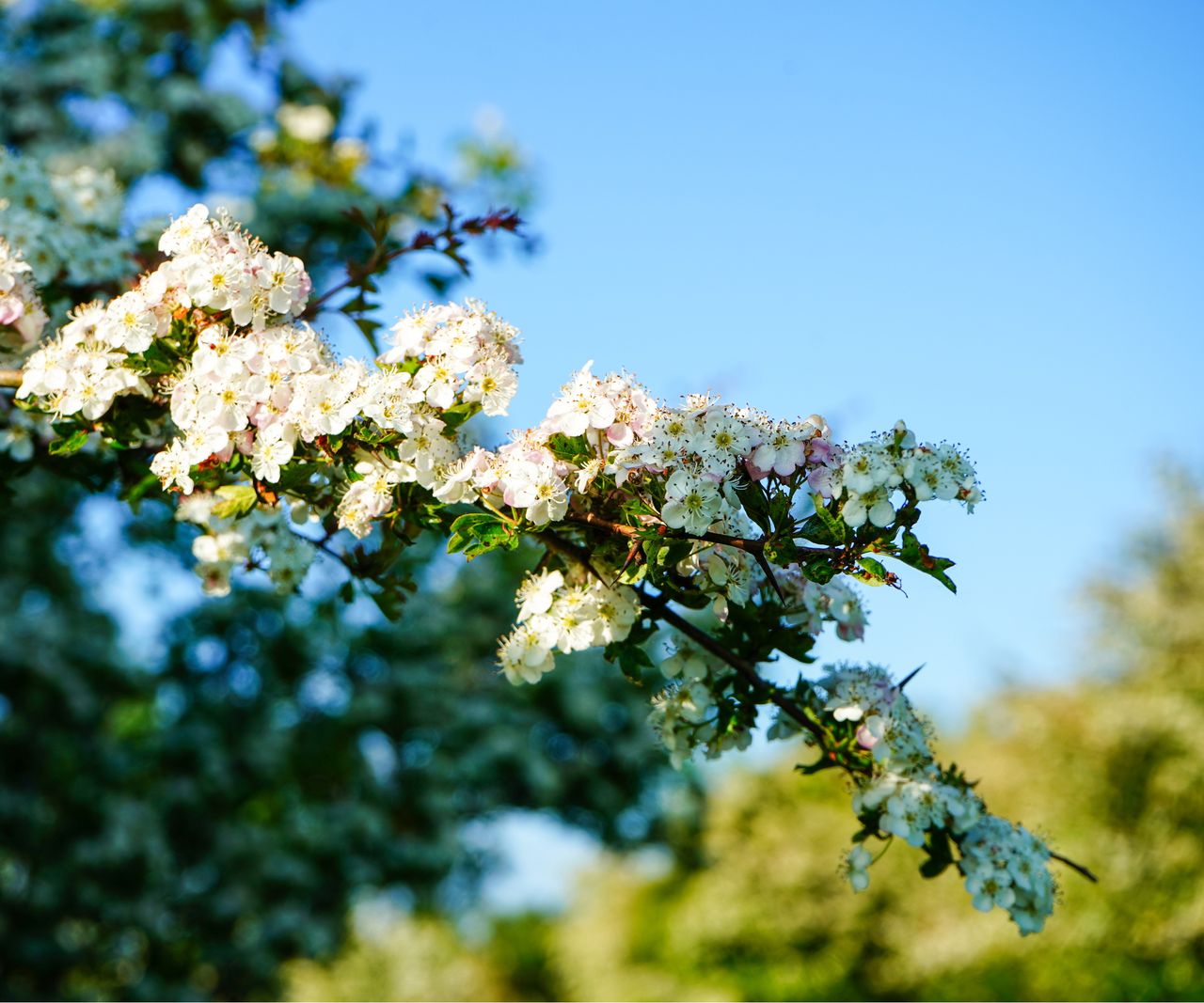 When and how to prune hawthorn trees - expert tips | Homes and Gardens