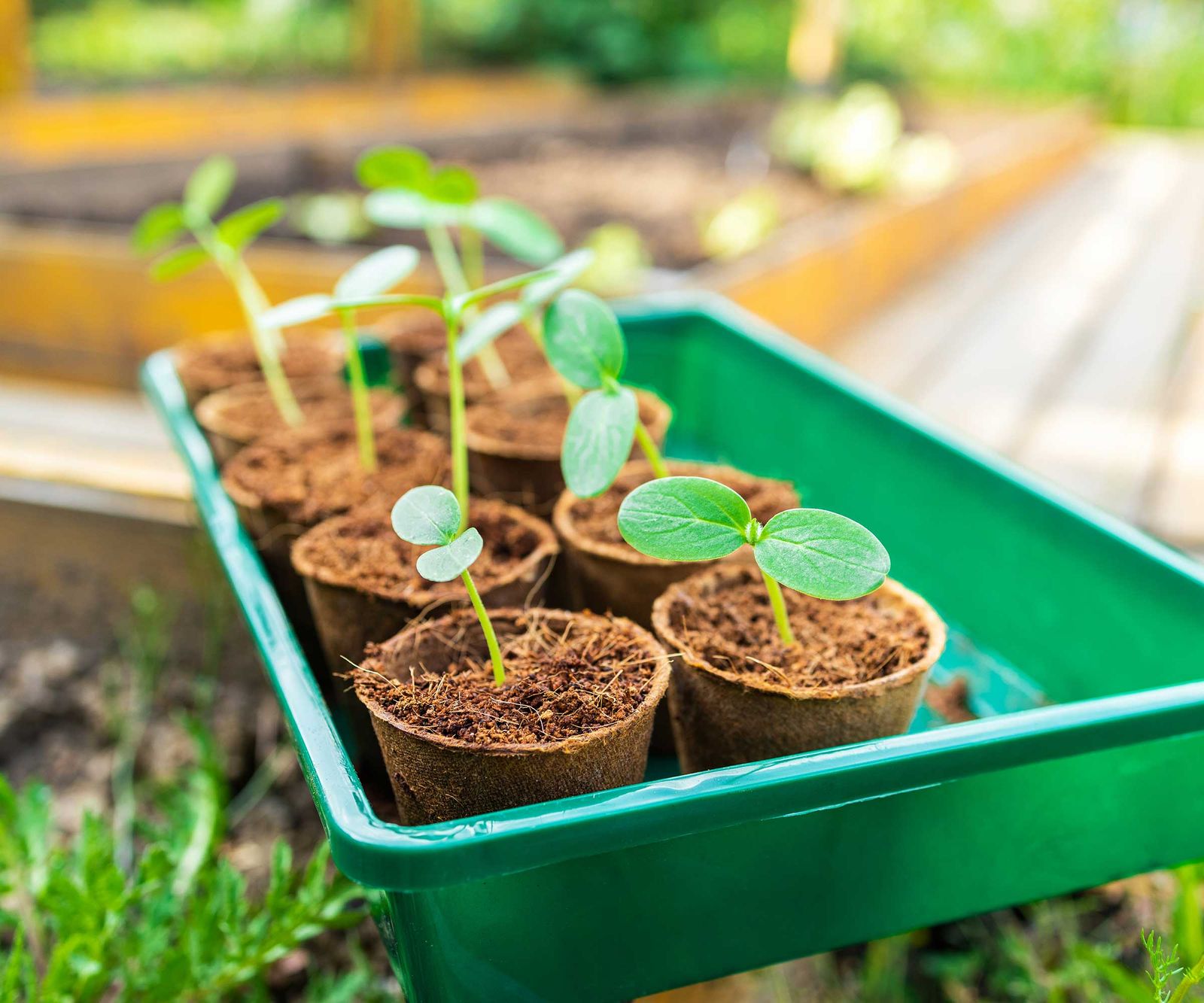 How to grow lemon cucumbers in your vegetable garden | Homes and Gardens