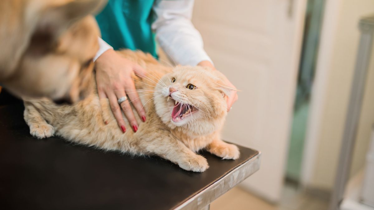 10 signs a cat is stressed and how you can help | PetsRadar
