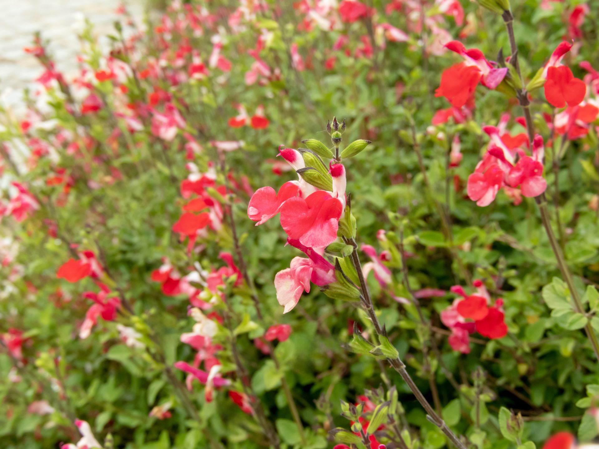 Plants That Can Withstand Heat and Cold — 11 Varieties Picked by ...
