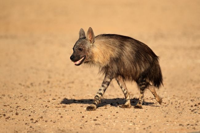 Facts About Hyenas | Live Science