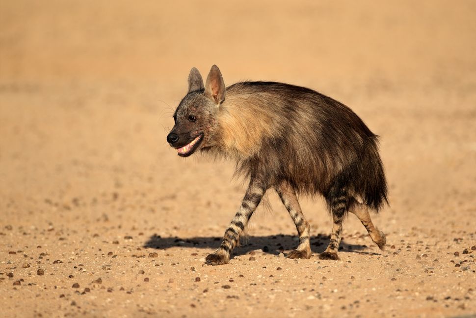 Facts About Hyenas | Live Science