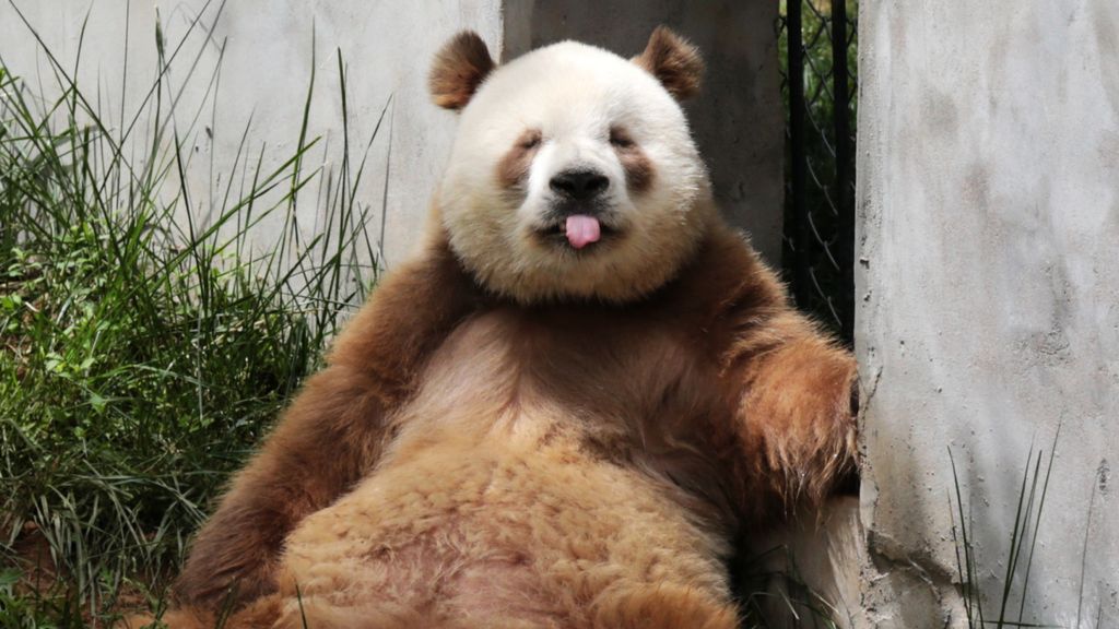 Qinling panda: The shrunken pandas that diverged 300,000 years ago and ...