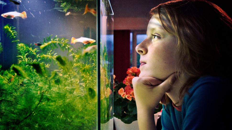 32 tips for taking care of fish | PetsRadar