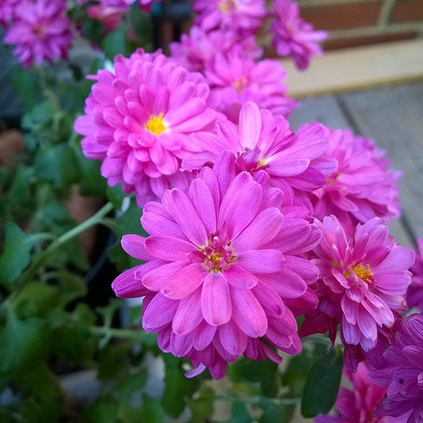 Camera360Pro Review, a deceptively feature rich Windows Phone camera ...