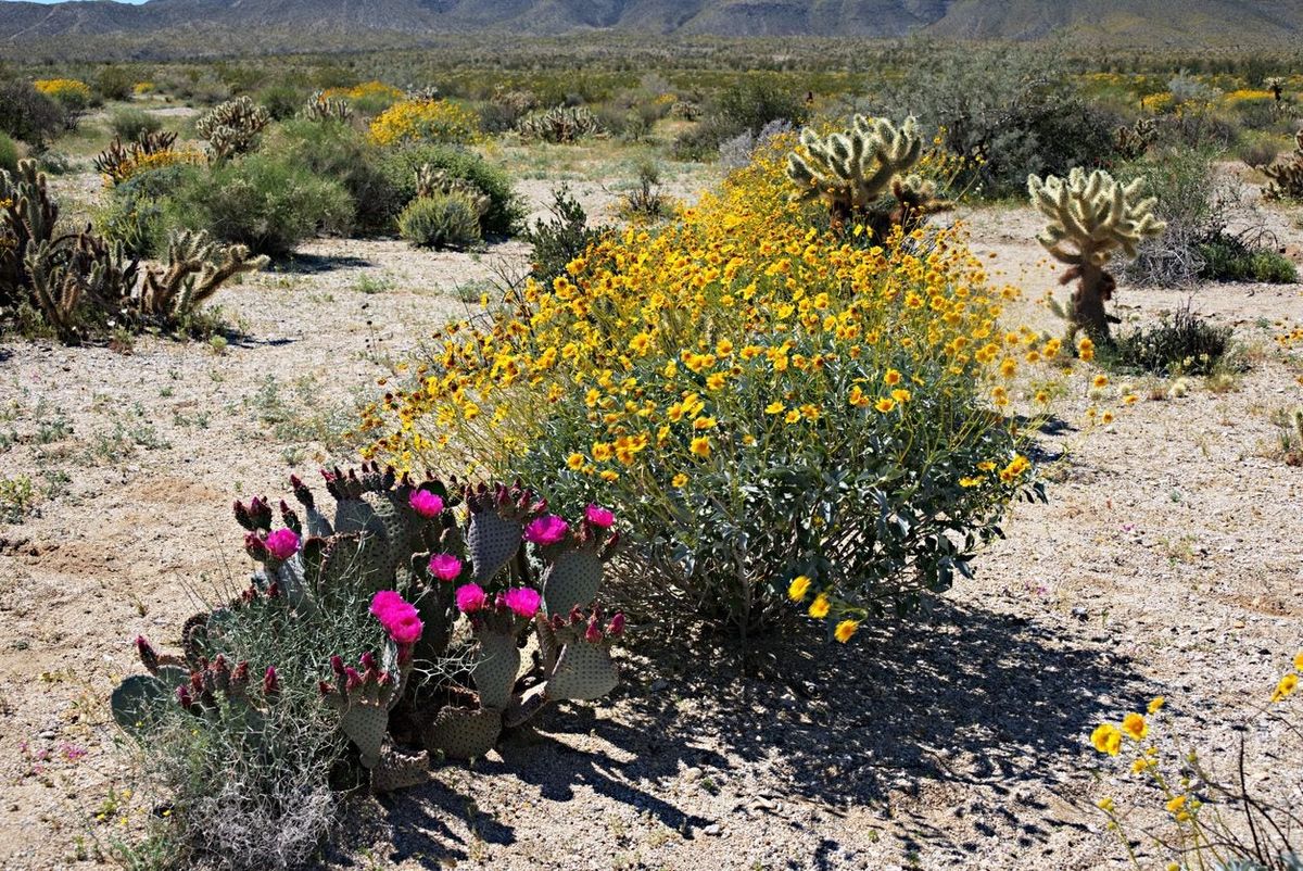 Xeriscaping With Wildflowers: Choosing Wildflowers For Desert Gardens ...