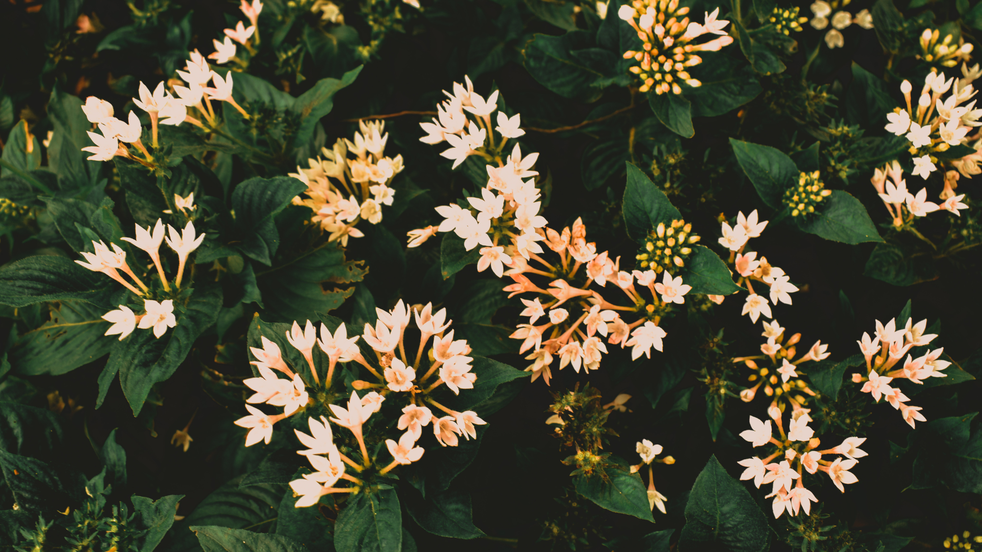 9 Tuberose Perfumes That Smell Like An Expensive Bouquet | Marie Claire UK