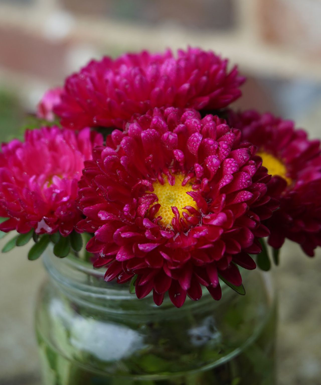Types of asters: 15 beautiful varieties to try | Gardeningetc