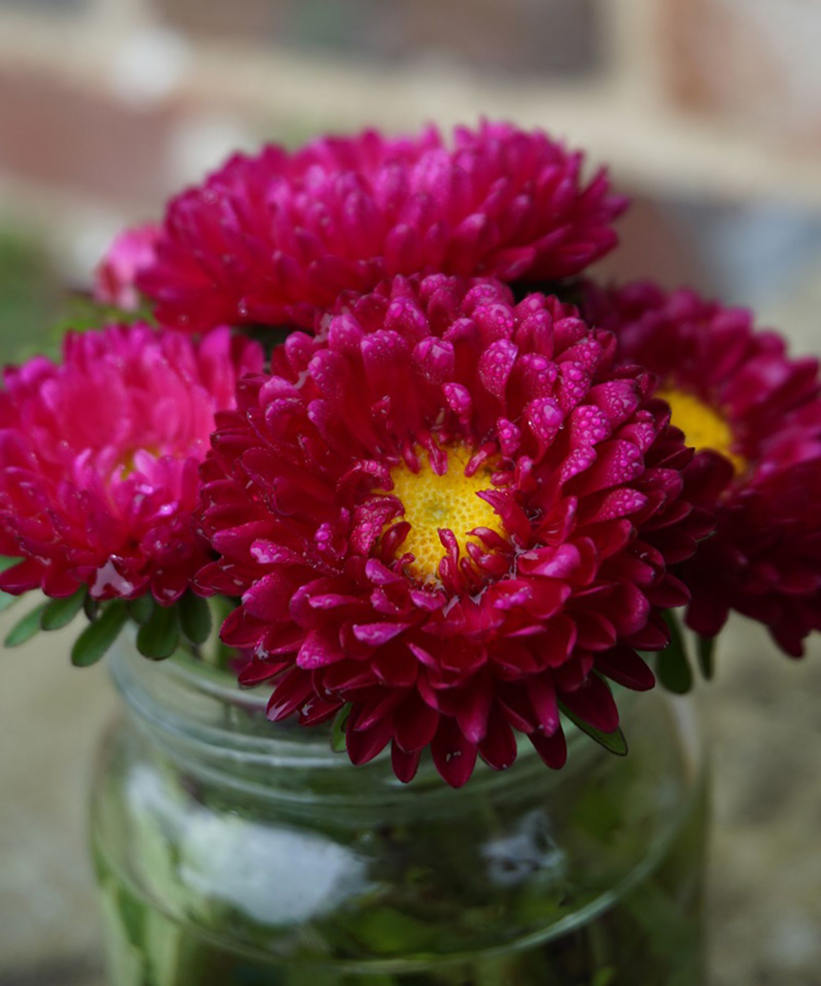 Types of asters: 15 beautiful varieties to try | Gardeningetc