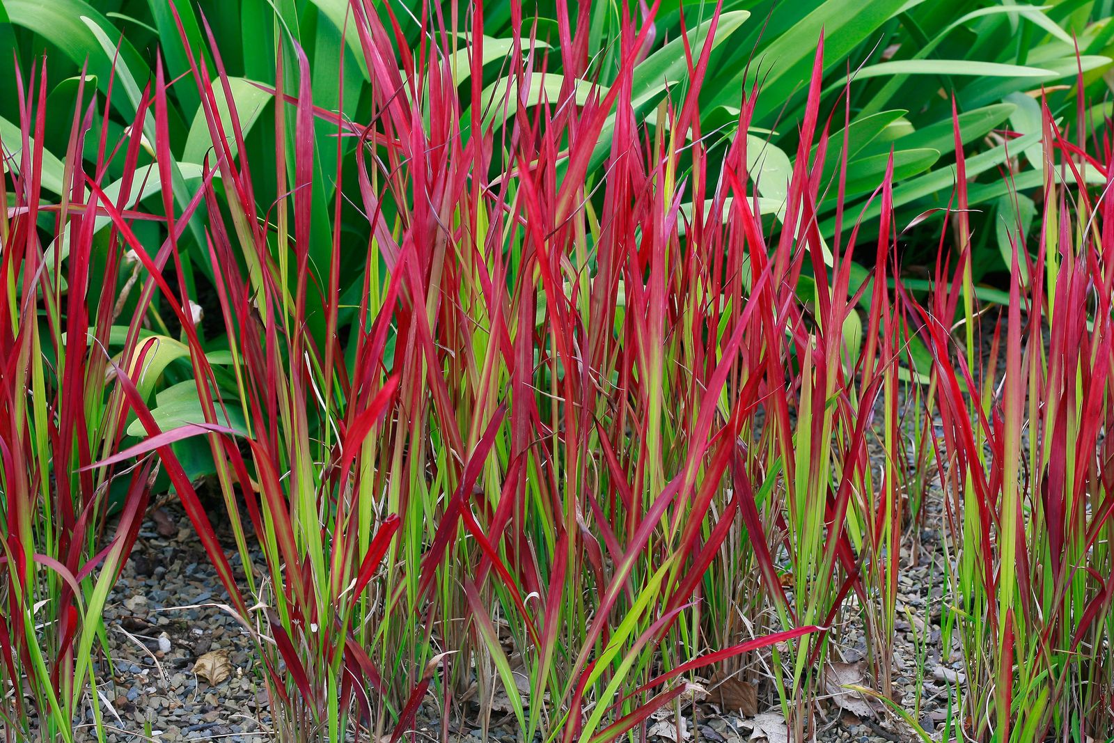 Monty Don's favorite ornamental grasses for fall color | Gardeningetc