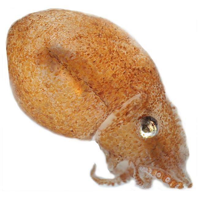 Transparent Octopus Goes Opaque in Blink of an Eye | Live Science