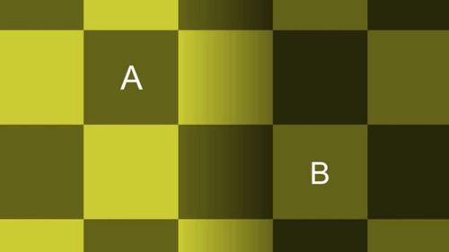 Mind-boggling horse optical illusion stumps the internet | Creative Bloq