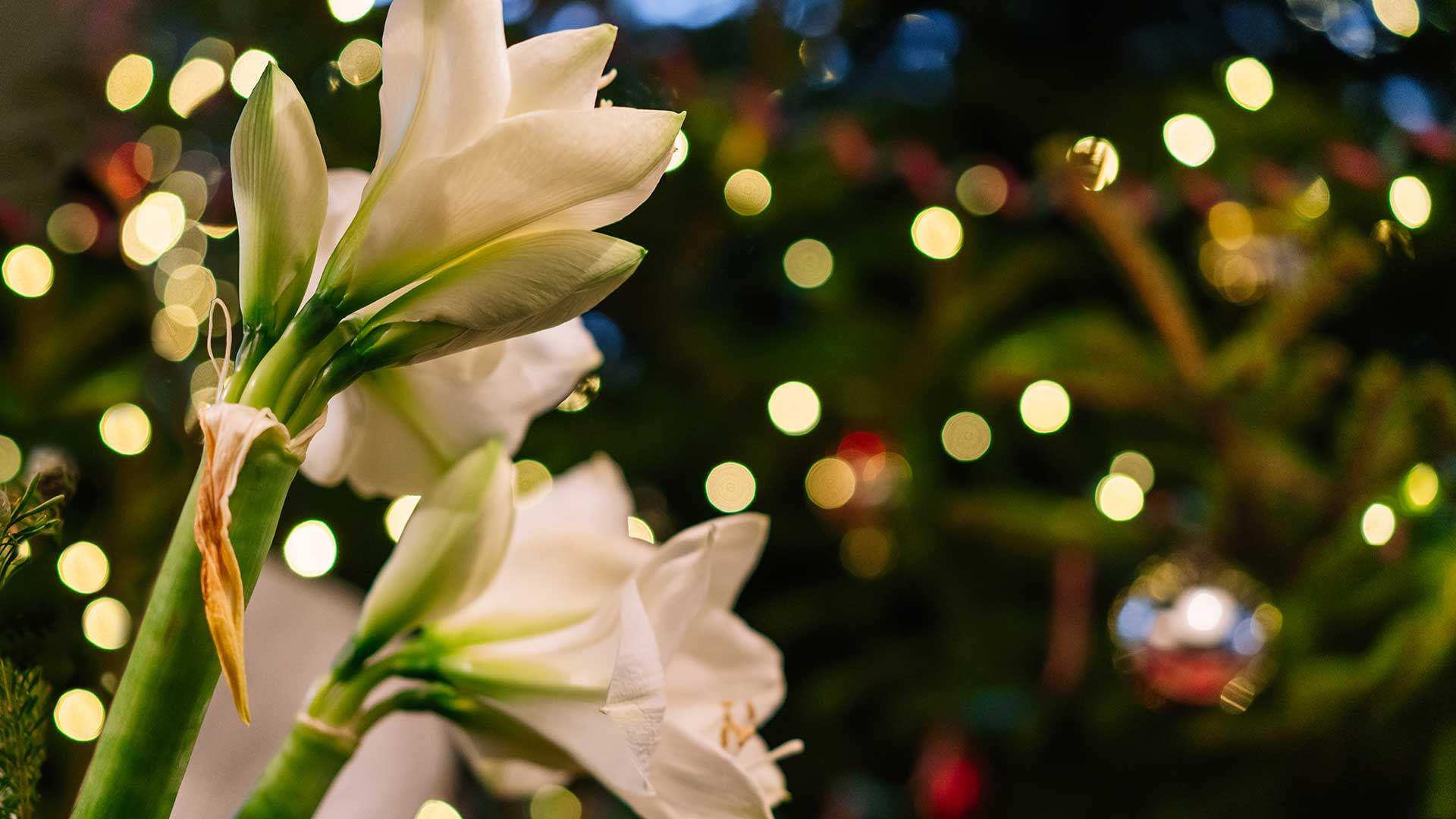 How to plant amaryllis bulbs in pots: expert tips | Woman & Home
