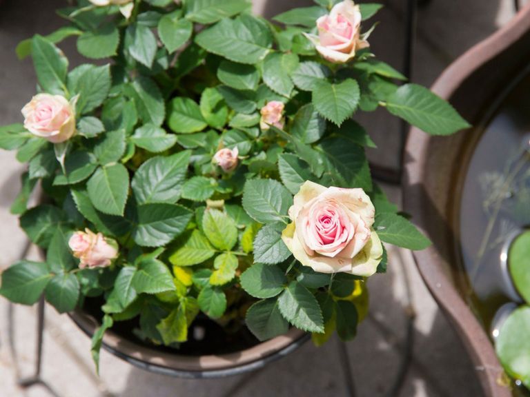 Growing Roses In Containers: How To Care For Roses Planted In ...