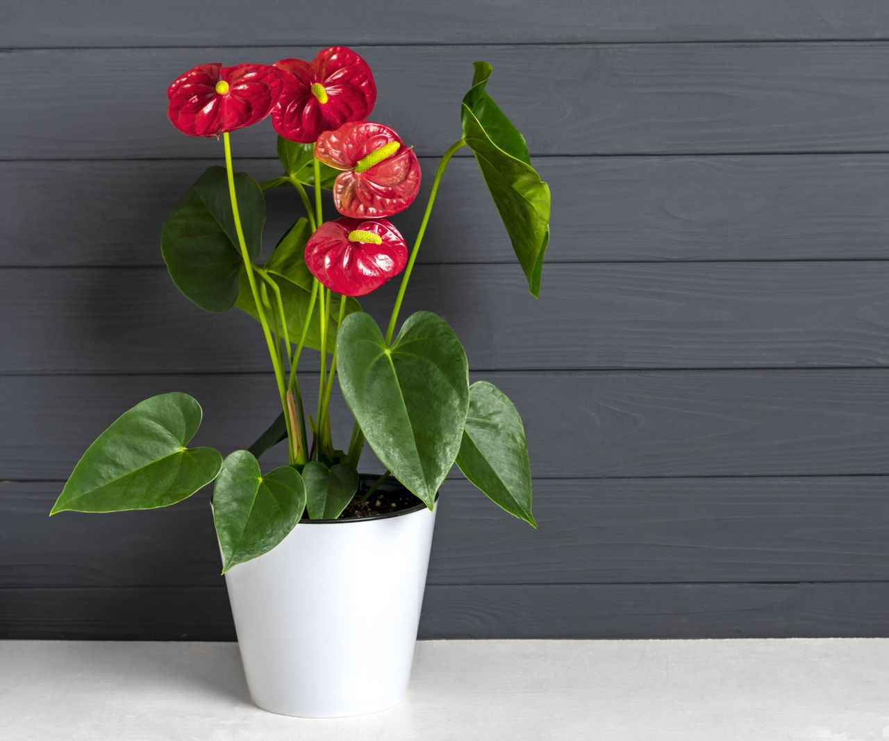 How to get an anthurium to bloom again: follow our expert tips | Homes ...