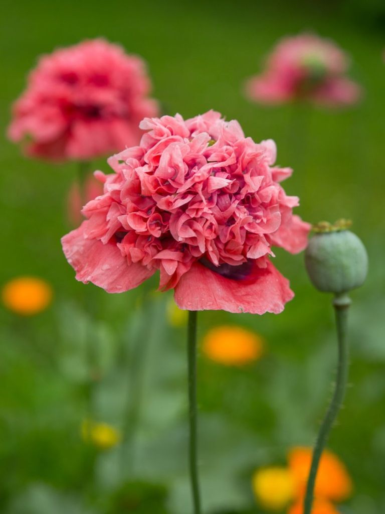Double Poppy Care - Information About Double Poppy Plants In The Garden ...