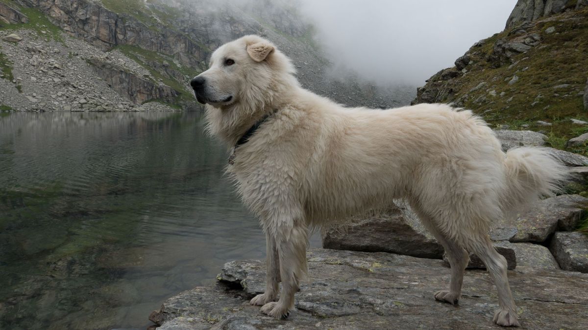 Best farm dogs for herding, protection and pest control | PetsRadar