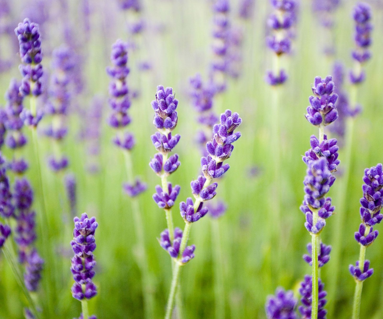 Best lavender varieties: 14 fragrant picks for every garden | Homes and ...