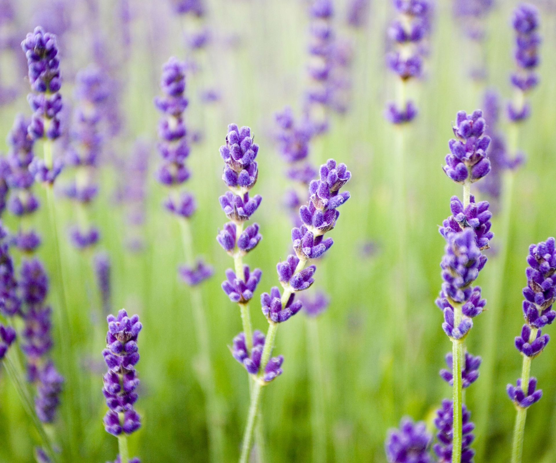 Best lavender varieties: 14 fragrant picks for every garden | Homes and ...