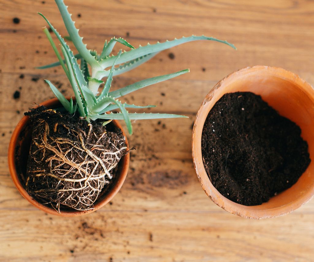 How to repot aloe: expert tips to avoid transplant shock | Homes and ...