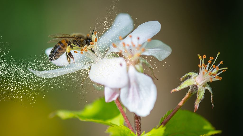 Allergies? 9 tips to pollen-proof your home this spring | Tom's Guide