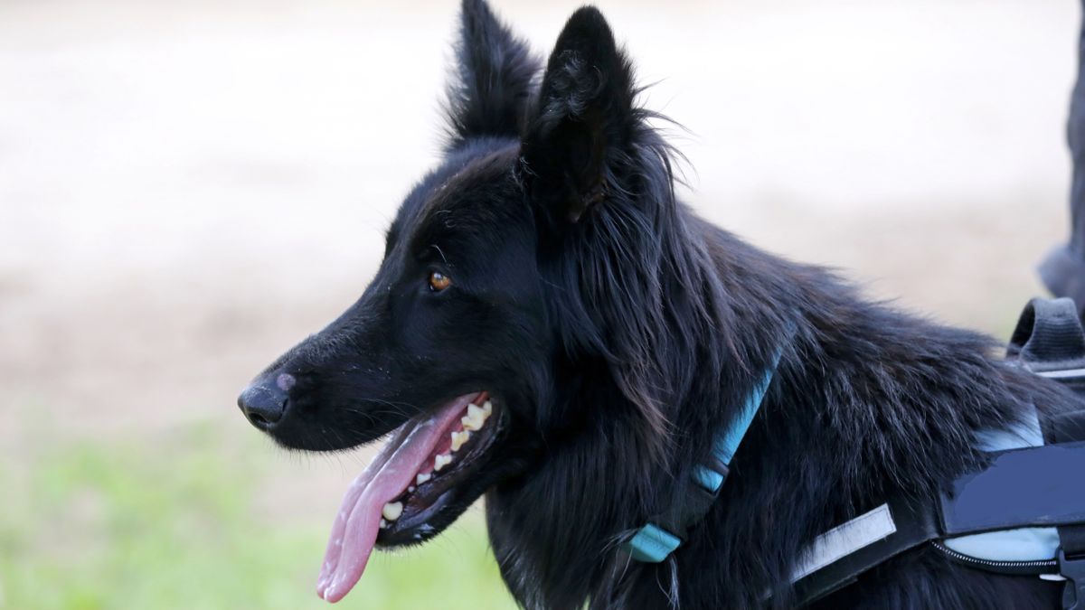 32 things to know about Dutch shepherd dogs | PetsRadar