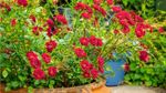 How to grow roses in pots: expert tips for container blooms | Homes and ...
