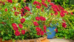 How to grow roses in pots: expert tips for container blooms | Homes and ...