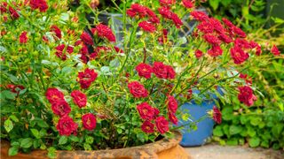How to grow ground cover roses: for low-growing blooms | Homes and Gardens