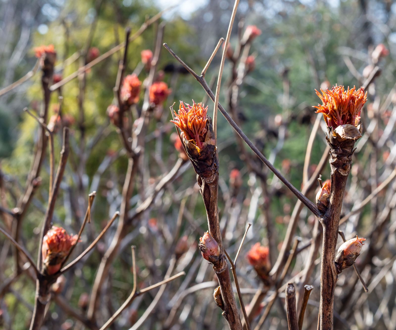 Grow A Gorgeous Tree Peony: Total Care For Stunning Shrubs | Gardening ...