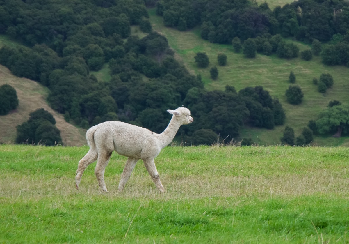 Dear Alpaca Thieves, Please Return This Alpaca's Missing Brother | Live ...
