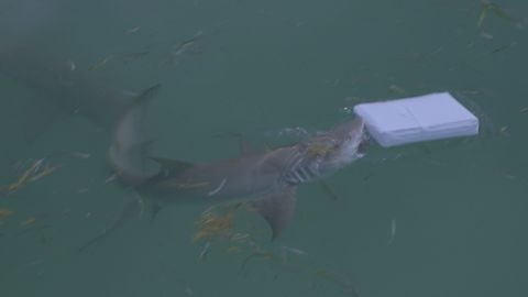 How Shark Week Replicated Drug Drops Into Florida Waters For The 'Cocaine Sharks' Special ...