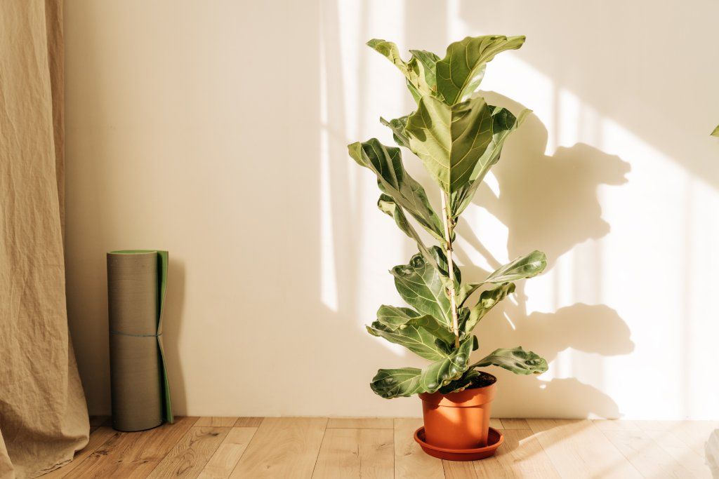 Modern Indoor Plants That Are Made For Contemporary Homes | Gardening ...