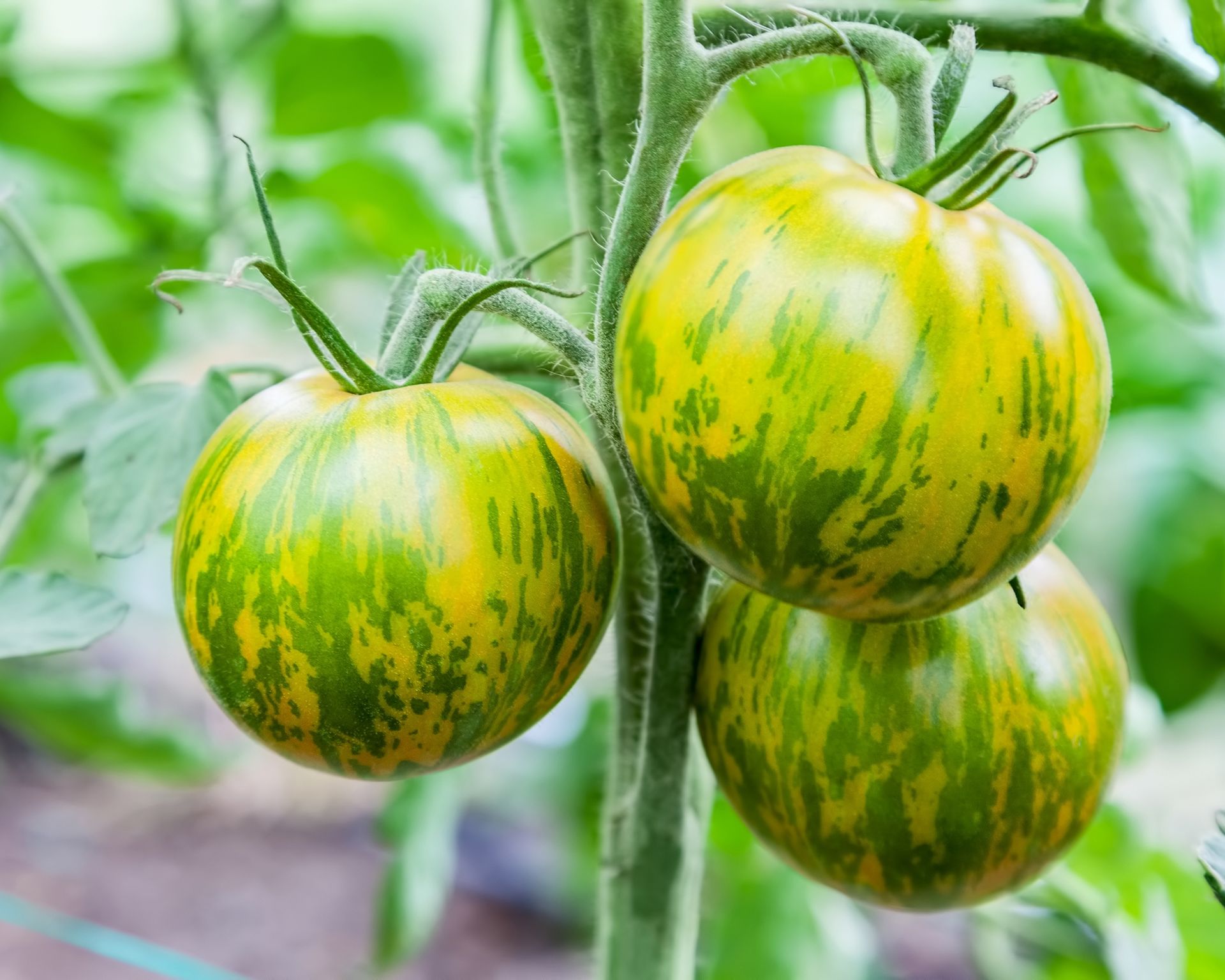 Types Of Tomatoes: The Best Varieties To Grow For Every Use | Gardening ...