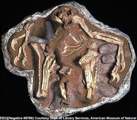 Image Gallery: Dinosaur Fossils | Live Science