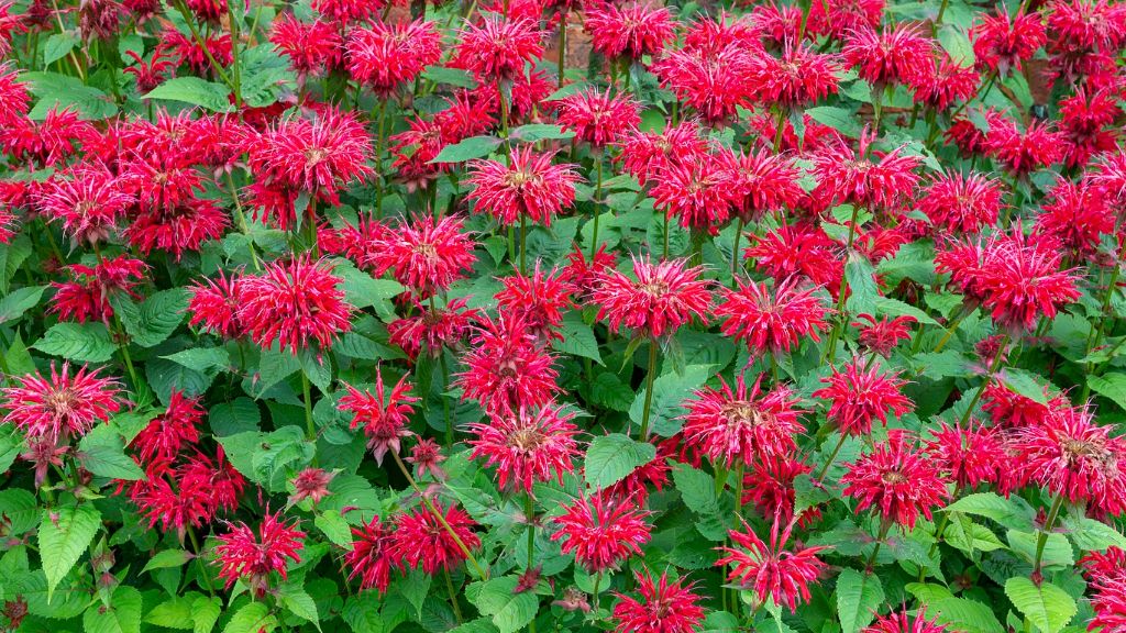 The History Of Bee Balm | Gardening Know How