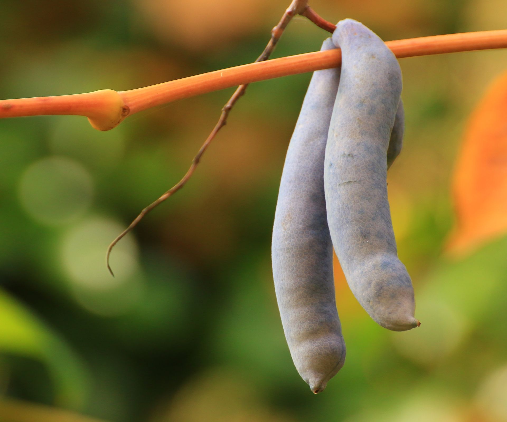 Spooky Plants: 12 plants that will thrill and scare | Homes and Gardens