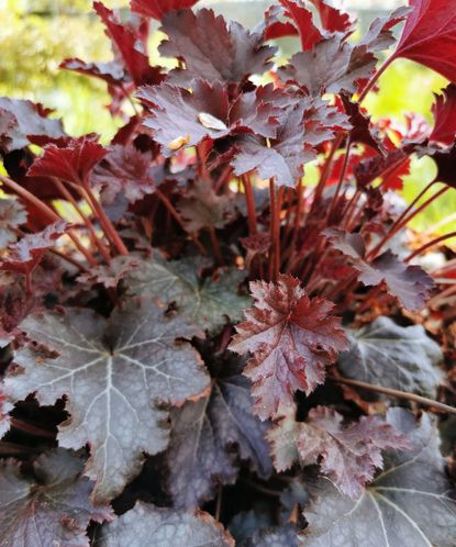 Heuchera care and growing guide: expert tips for coral bells | Homes ...