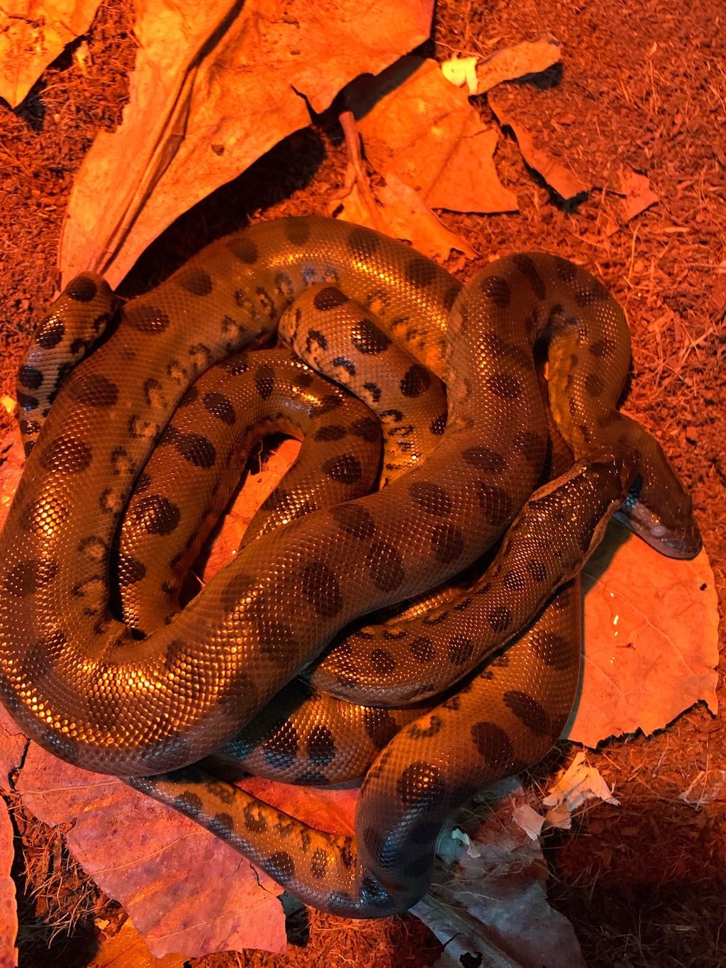 Anaconda Mom Gives Birth to Baby Clones, No Male Required | Live Science