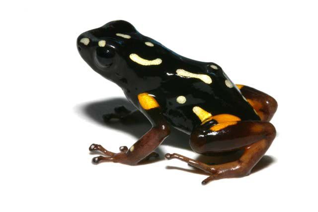 Photos: The New Amphibian Tree of Life | Live Science