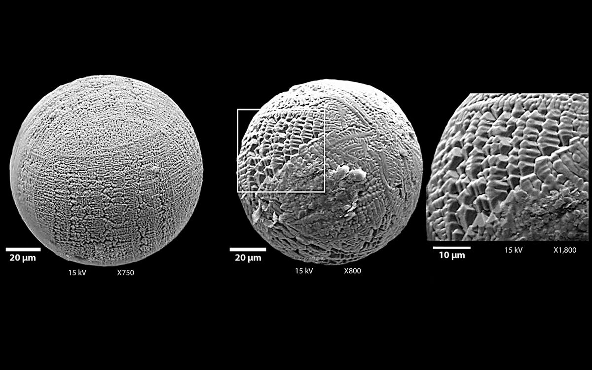 Photos: Cretaceous 'Graveyard' Holds a Snapshot of the Dino-Killing ...