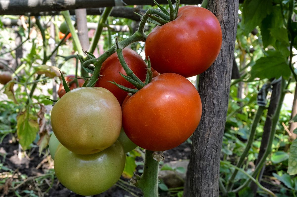 Sunchaser Tomato Care – Learn How To Grow A Sunchaser Tomato Plant ...
