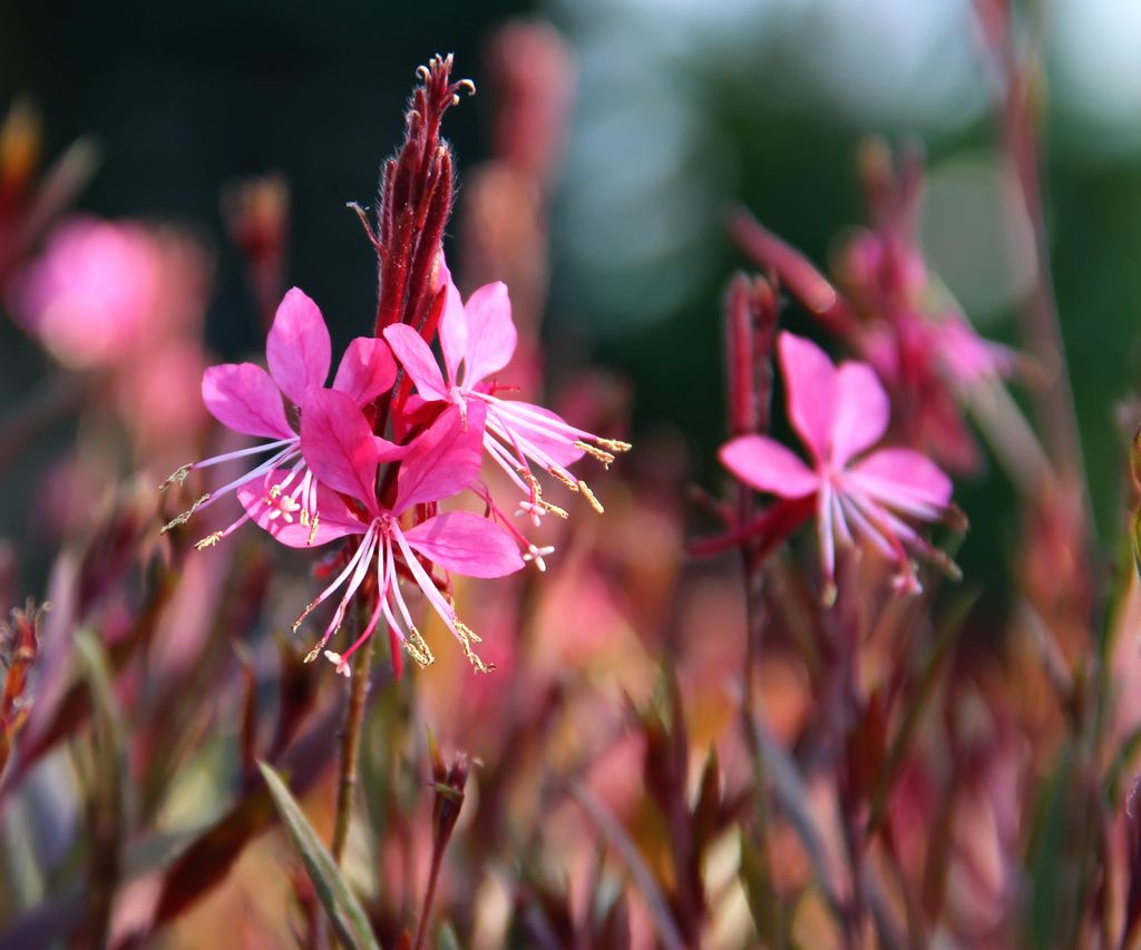 How to grow gaura – boost your yard with glorious beeblossom | Homes ...