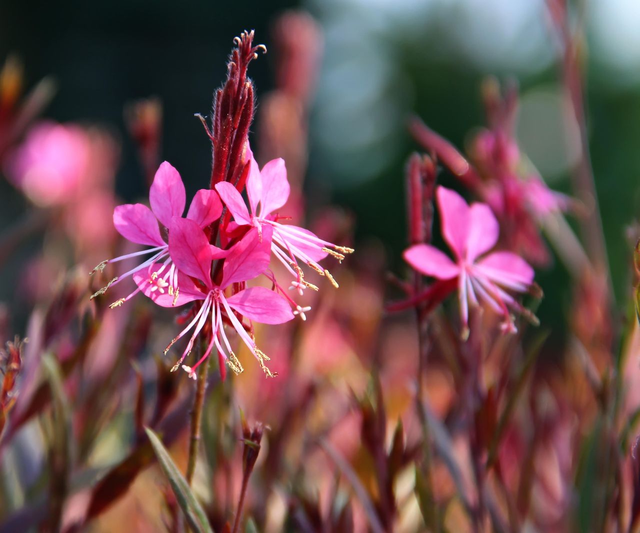How to grow gaura – boost your yard with glorious beeblossom | Homes ...