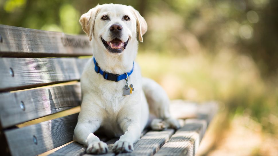 15 playful dog breeds that make the best companions | PetsRadar