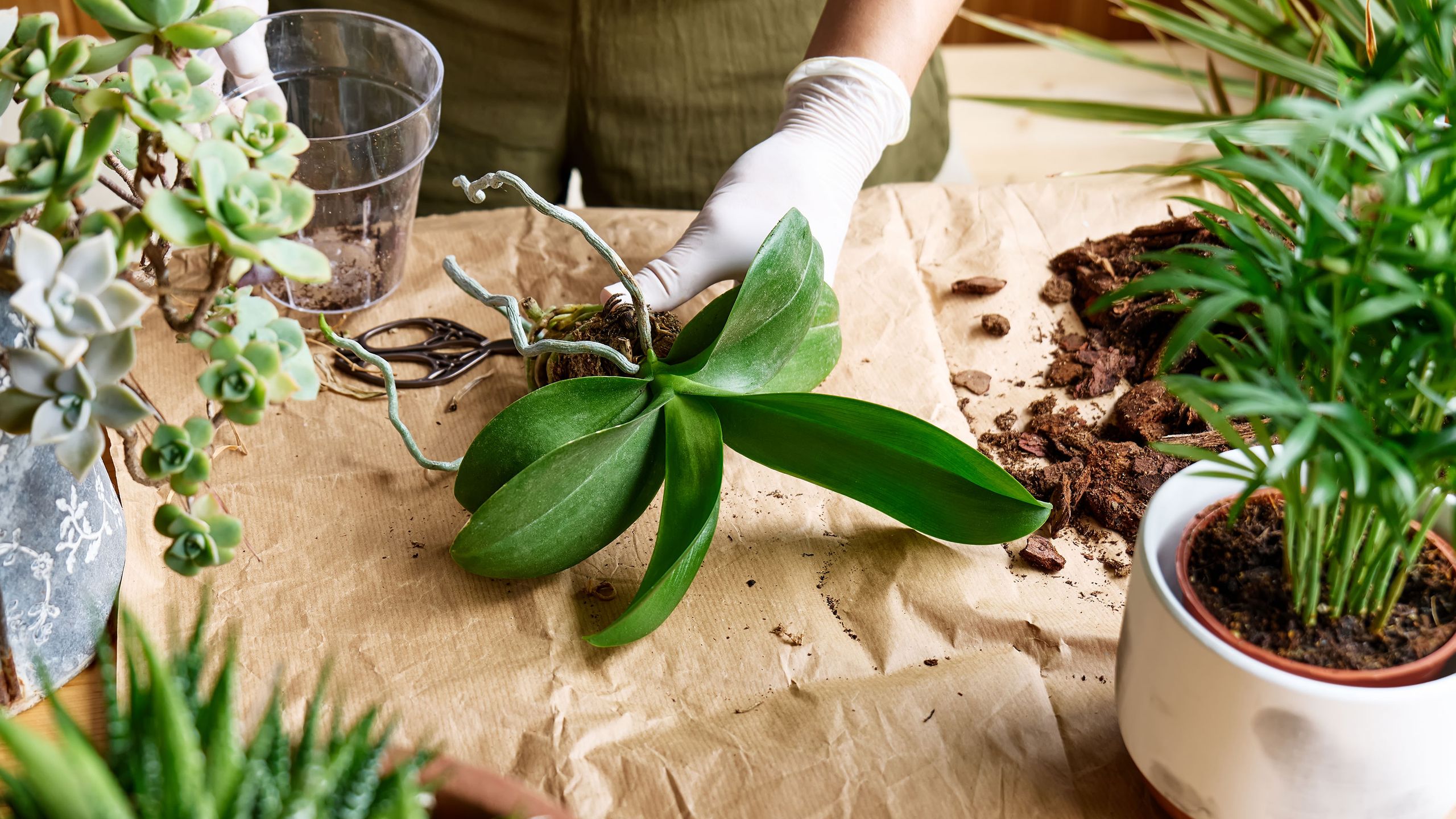 Orchid root rot: common causes and how to solve it | Gardeningetc